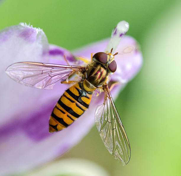 Protecting Hoverfly 'Heroes': Wildlife Trust Call For Attention - News ...